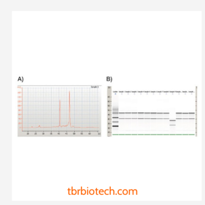 ISOLATE II RNA Mini Kit, BIO-52071 (10 Preps), BIO-52072 (50 Preps ...
